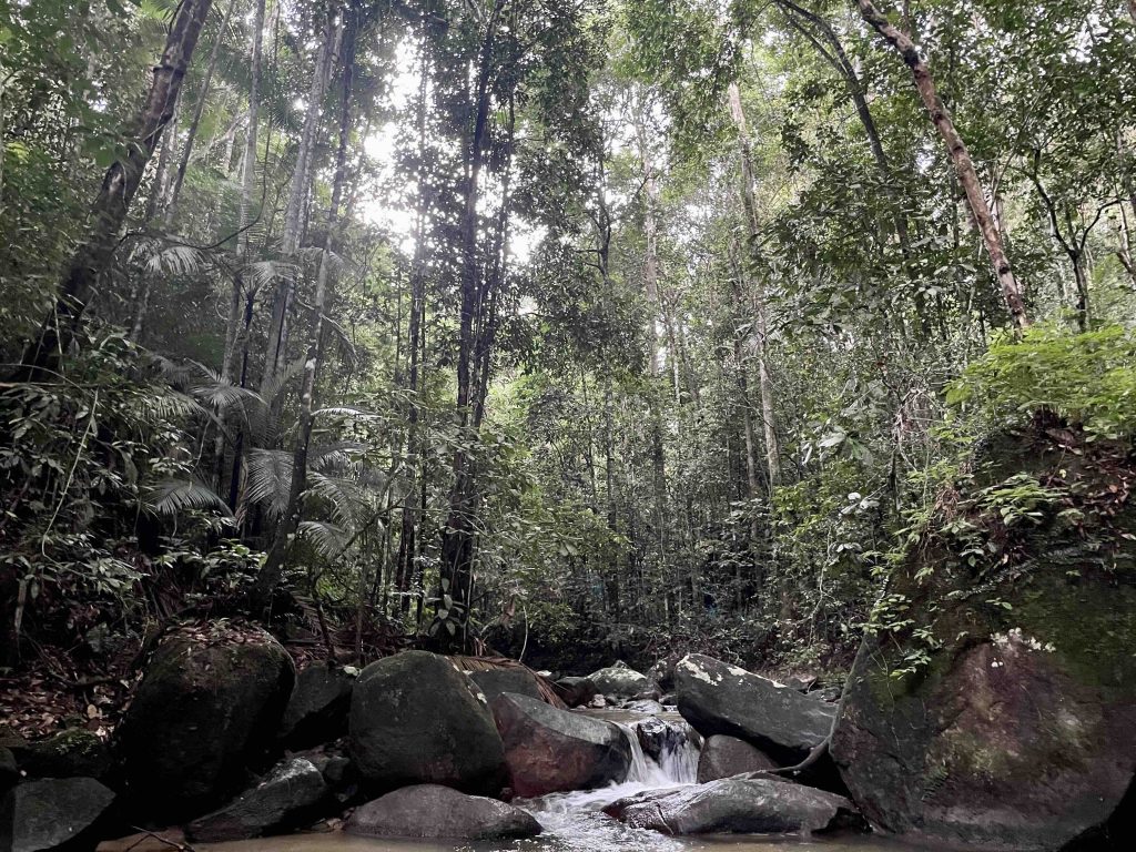 My Experience Hiking Gunung Angsi - nerd🔥salaryman